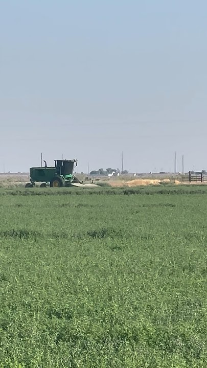 Cutting Alfalfa hay. - YouTube