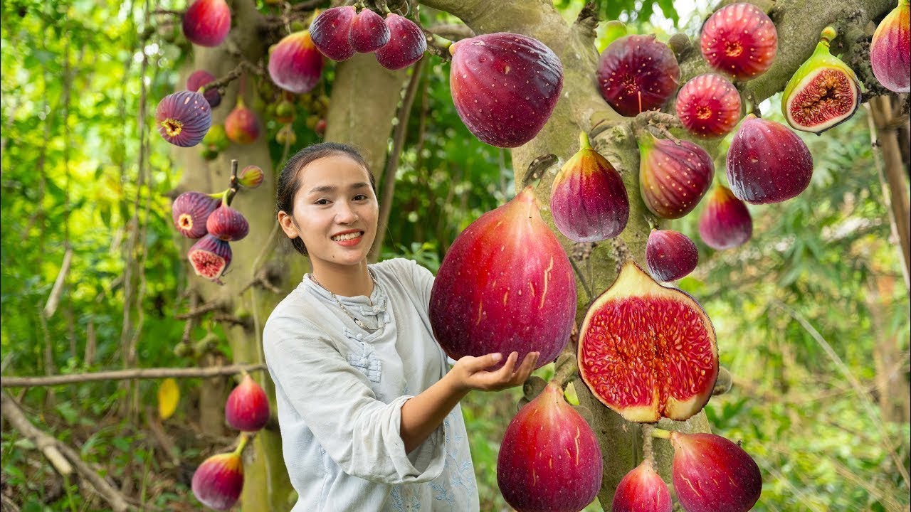 Harvesting Figs: A Joyful Rural Experience with Fresh Fruit - YouTube