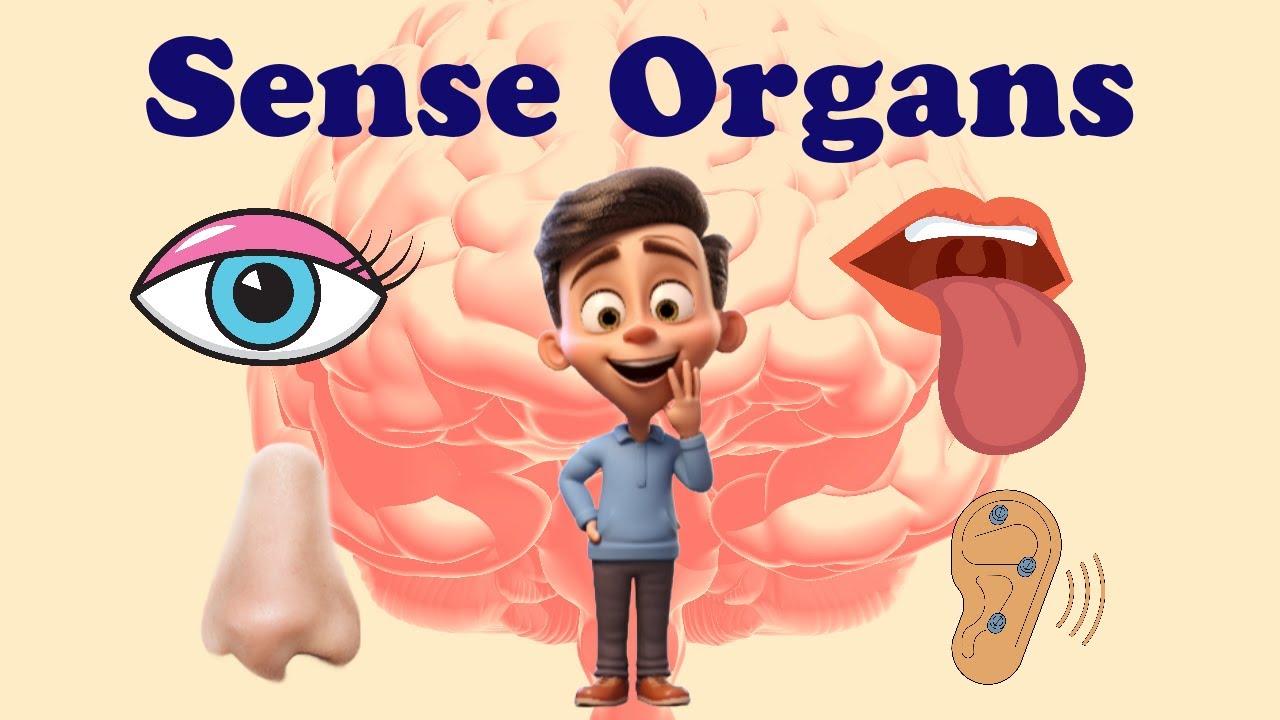 5 sense organs | English Vocabulary for Kids. - YouTube