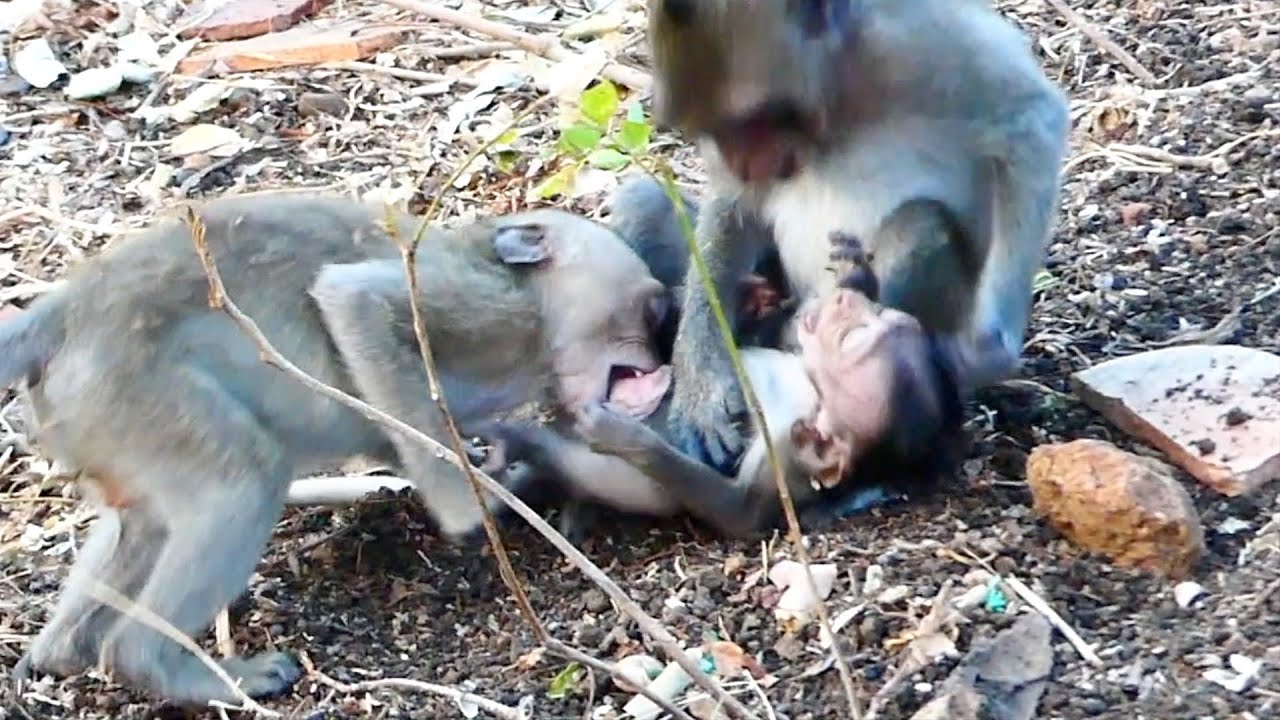 Funny acton Litte Monkey RAIN play with friends - YouTube