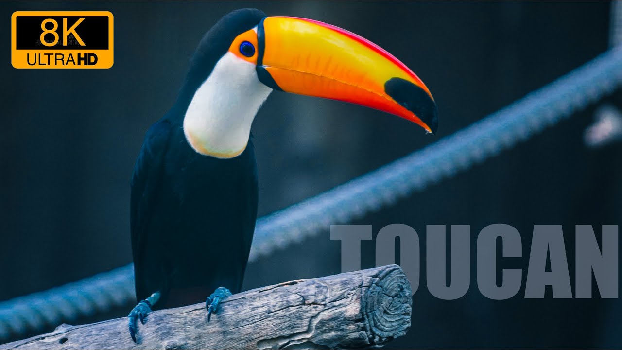 TOUCAN | The Bird Of Brazil | 8K | cinematic and relaxing # ...