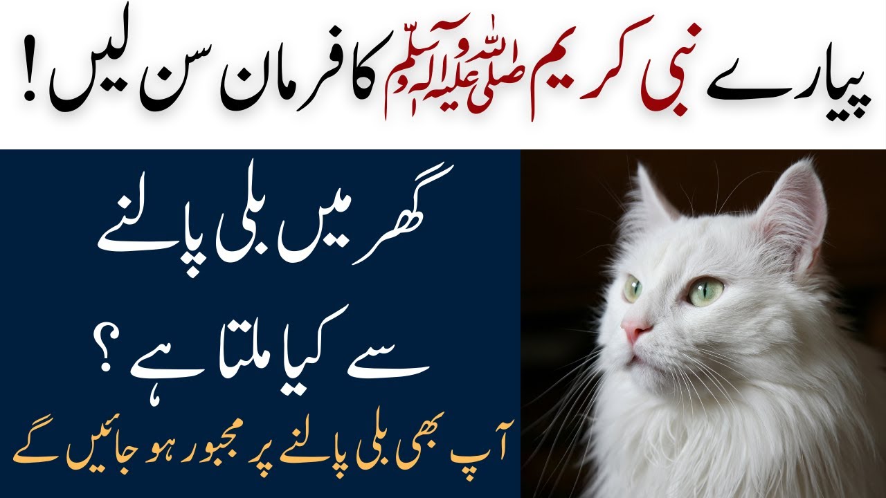 How Is a Cat Reared in a Home According to Islam? | Gar Main Cat Palna ...