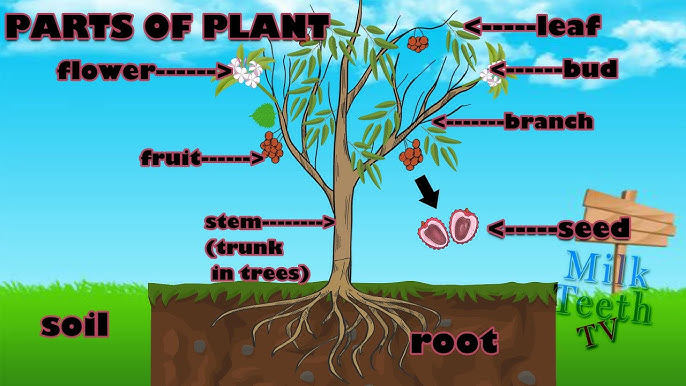 Plant Parts Parts Of A Plant And Their Functions Trees