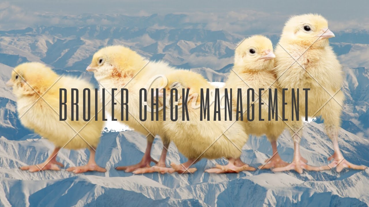 Broiler chick management (Poultry) برائلرچوزہ کی مینجمنٹ ...