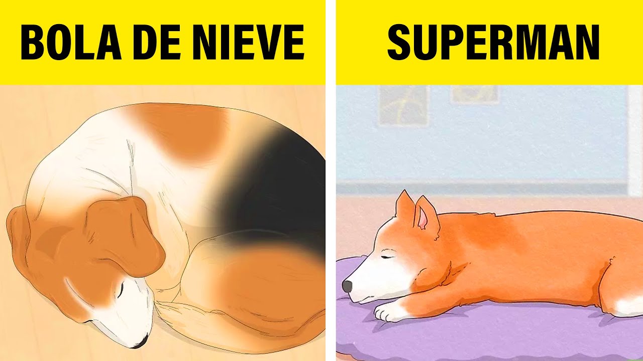 Lo Que La Posición de Dormir de tu Perro Revela 💤🐶 10 Posiciones De ...