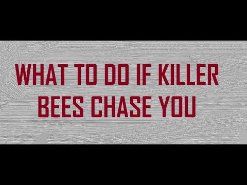What to do if killer bees chase you - YouTube