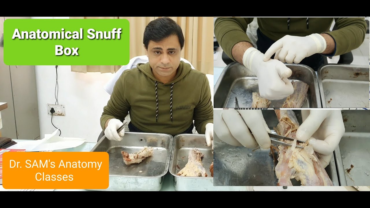 ANATOMICAL SNUFF BOX | GROSS SPECIMEN | DEMONSTRATION | VIVA VOCE | Dr ...
