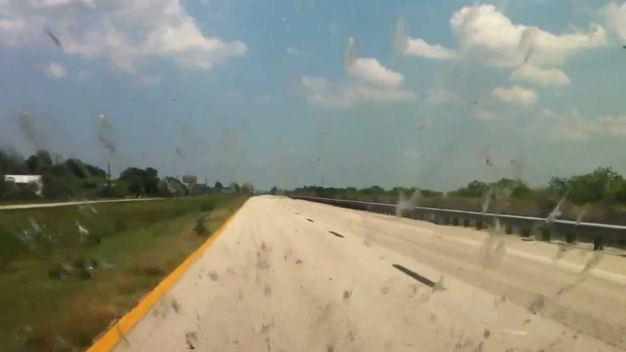 Florida Love Bugs Destroying A Car - YouTube
