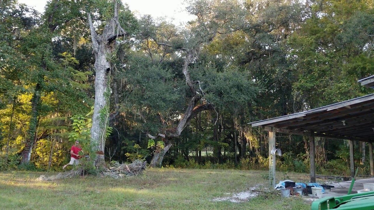 Joshua cuts down the rotten tree - YouTube