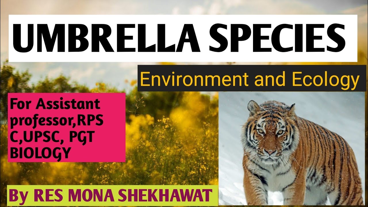 Umbrella species, important for Assistant professor,RPSC FIRST GRADE ...