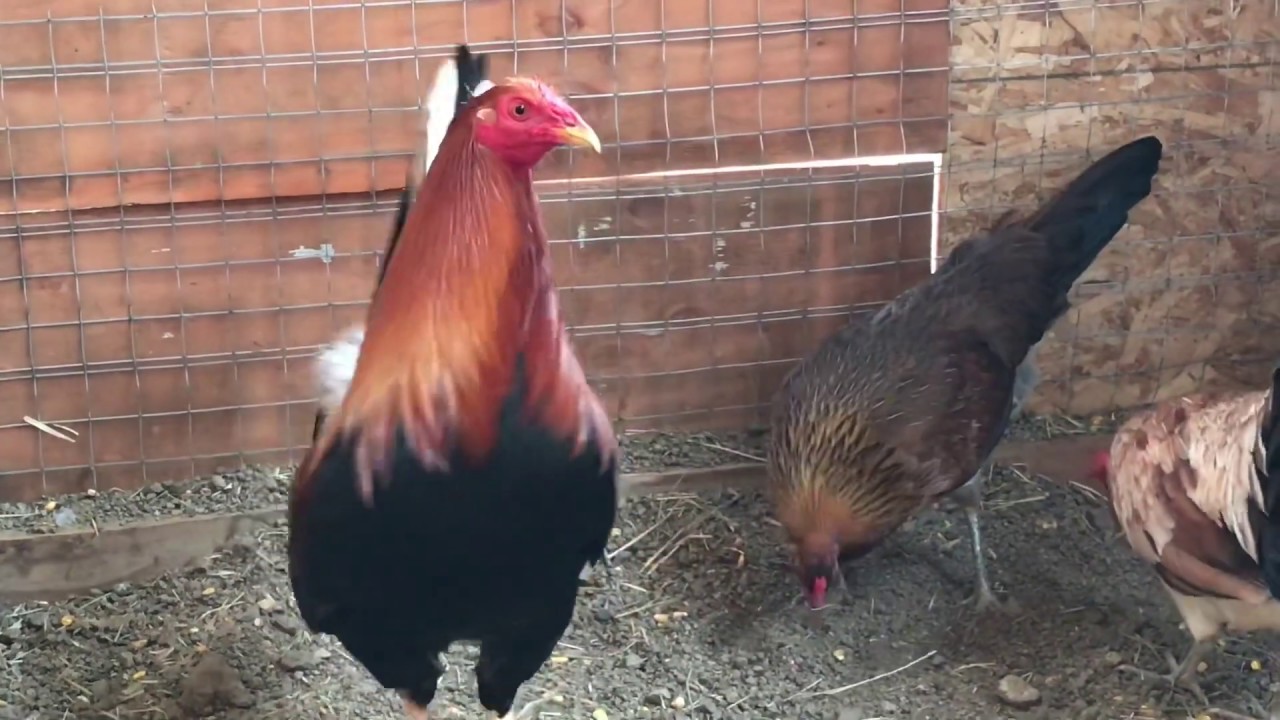 GALLOS FINOS, GALLINAS ECHADAS, SAN DIEGO USA! ️ - YouTube
