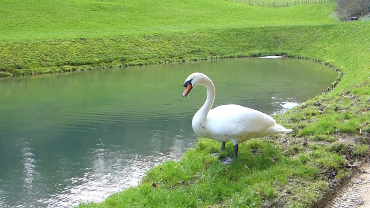 The Swans Ten - YouTube