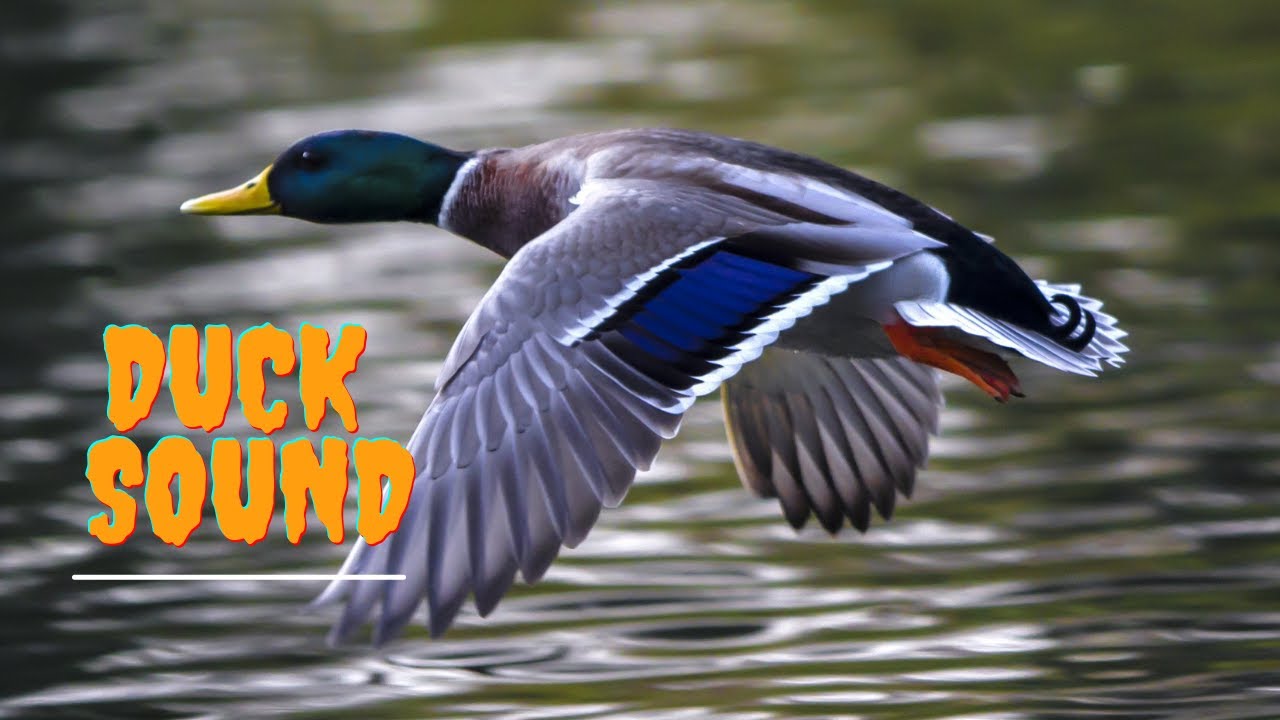 Duck Quack - Sound Effect | DUCK SOUND IN HIGH QUALITY - YouTube