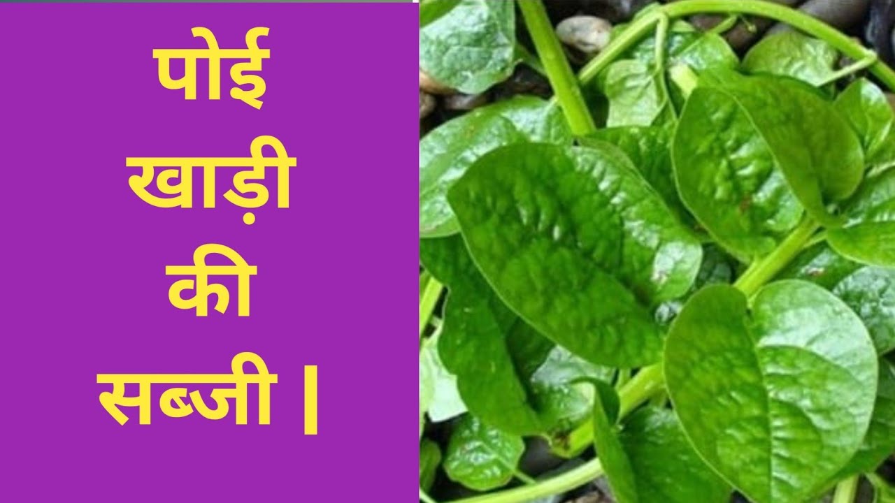 पोई की सब्जी poe Khadi ki sabji banane ki video kadhi recipe | - YouTube