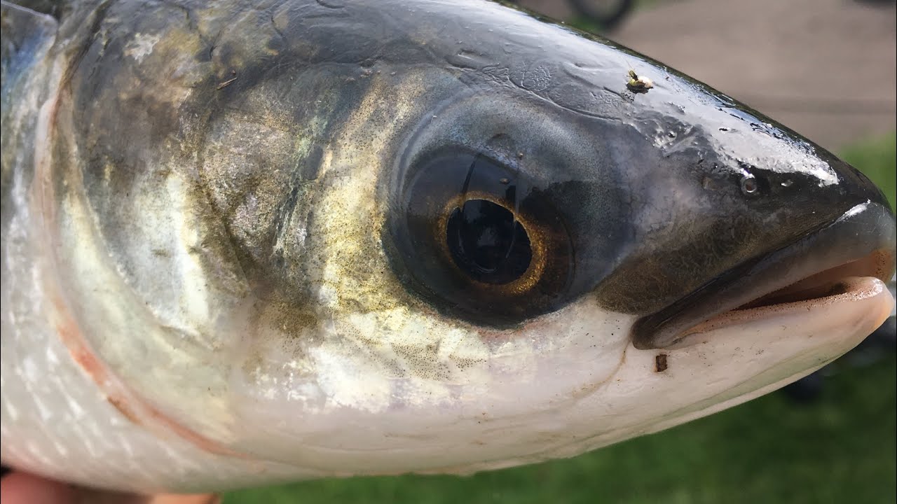 Ep. 28| Hooking HUGE Mullet| Burley making - YouTube