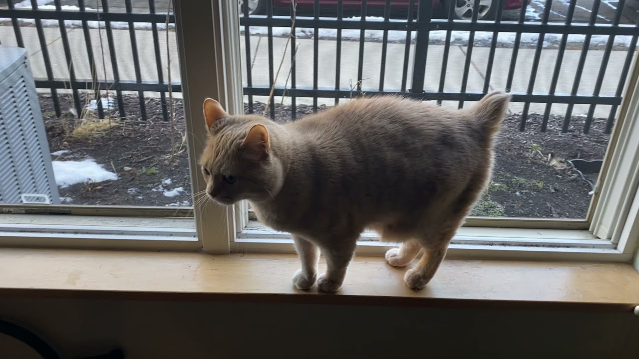 Cat yells, jumps off window sill, smells book. - YouTube