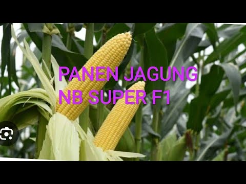 PANEN JAGUNG MANIS NB SUPER F1 CAP PANAH MERAH:lebih manis lebih ...