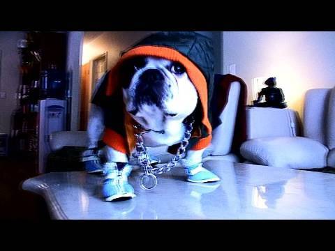 French Bulldog Dancing - YouTube