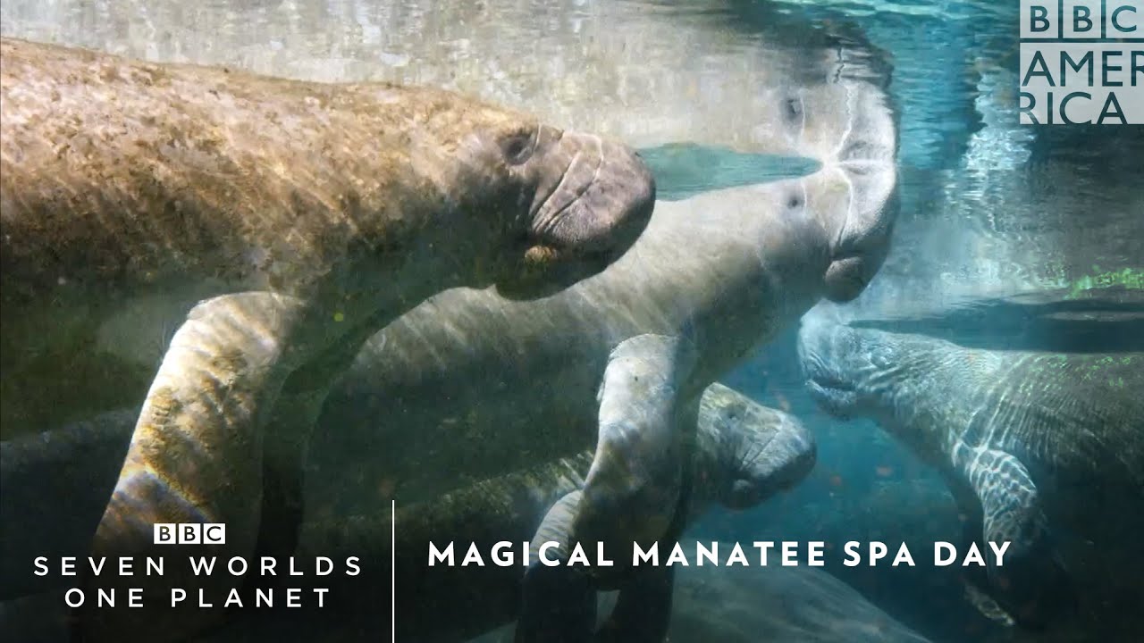 Magical Manatee Spa Day | Seven Worlds, One Planet | BBC America - YouTube