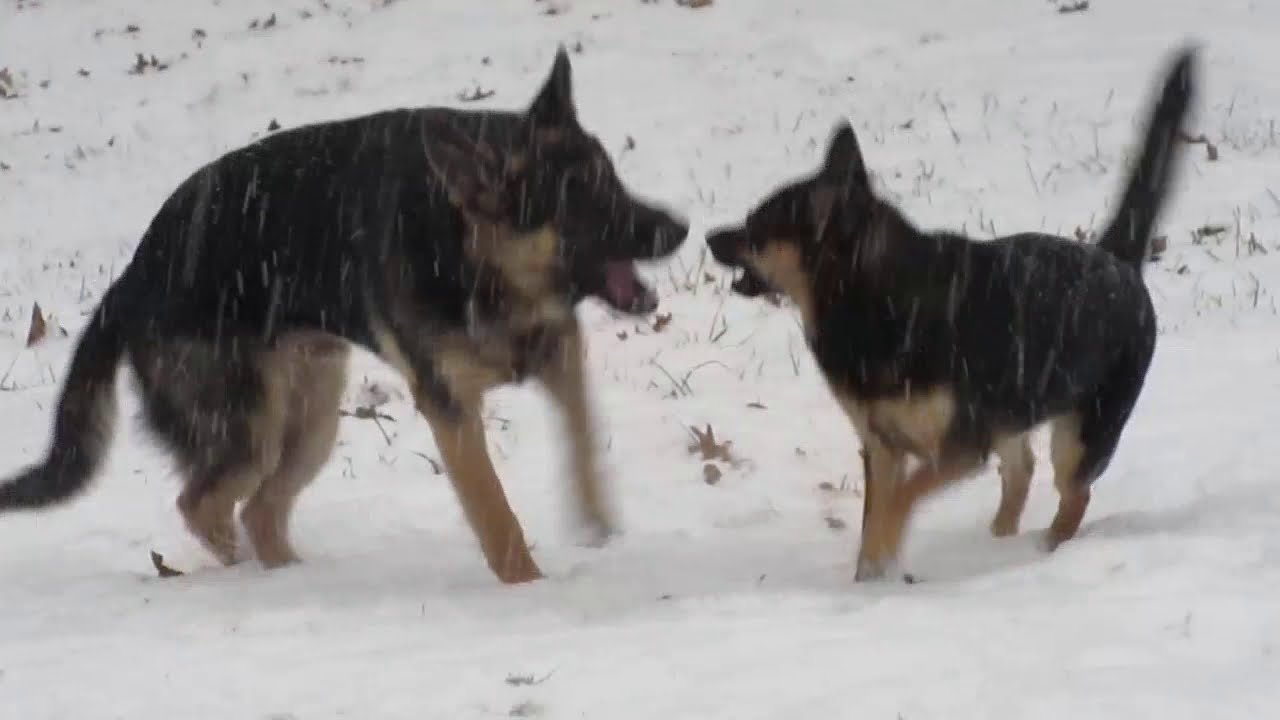 German Shepherd vs Cattle Shepherd in Strength or Speed - YouTube