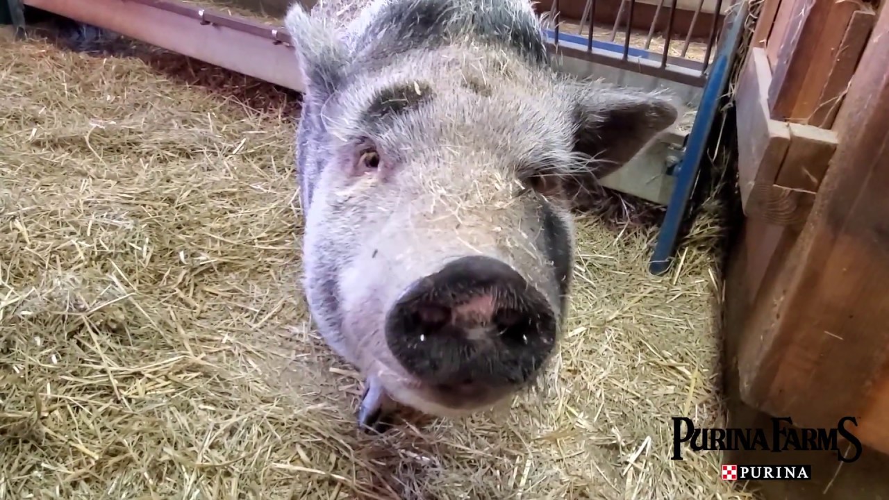 The Back Scratch Pig Dance - YouTube