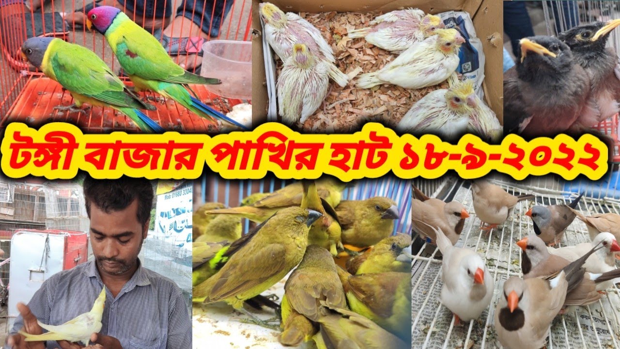 টঙ্গী বাজার পাখির হাট ১৮-০৯-২০২২||Tongi pakhir hat||cat price in ...