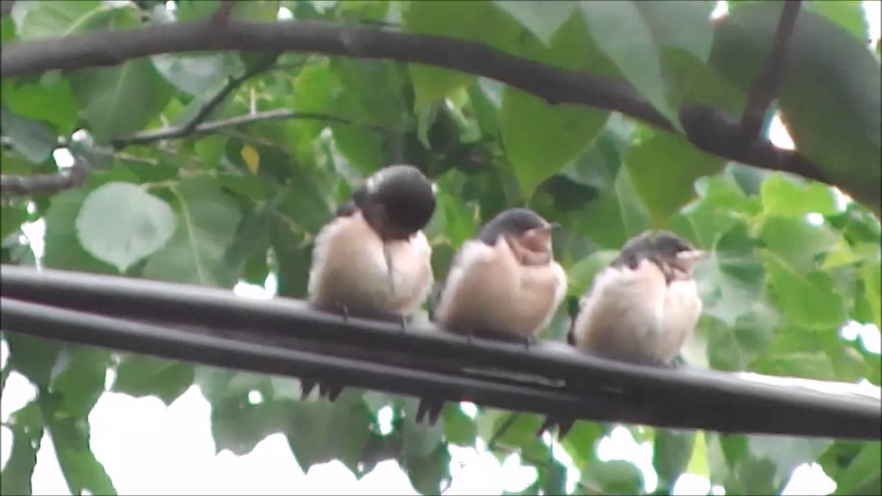 Baby tree swallows - YouTube