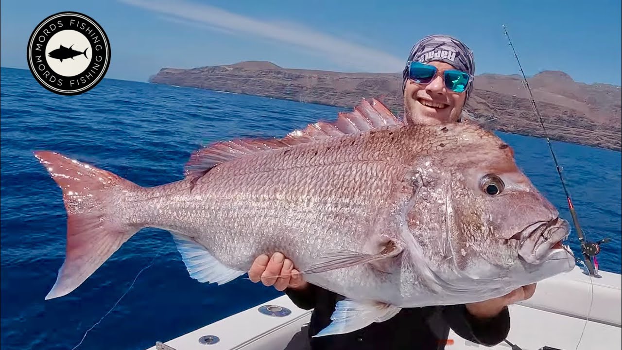 Dentex Bream in the Canaries - YouTube
