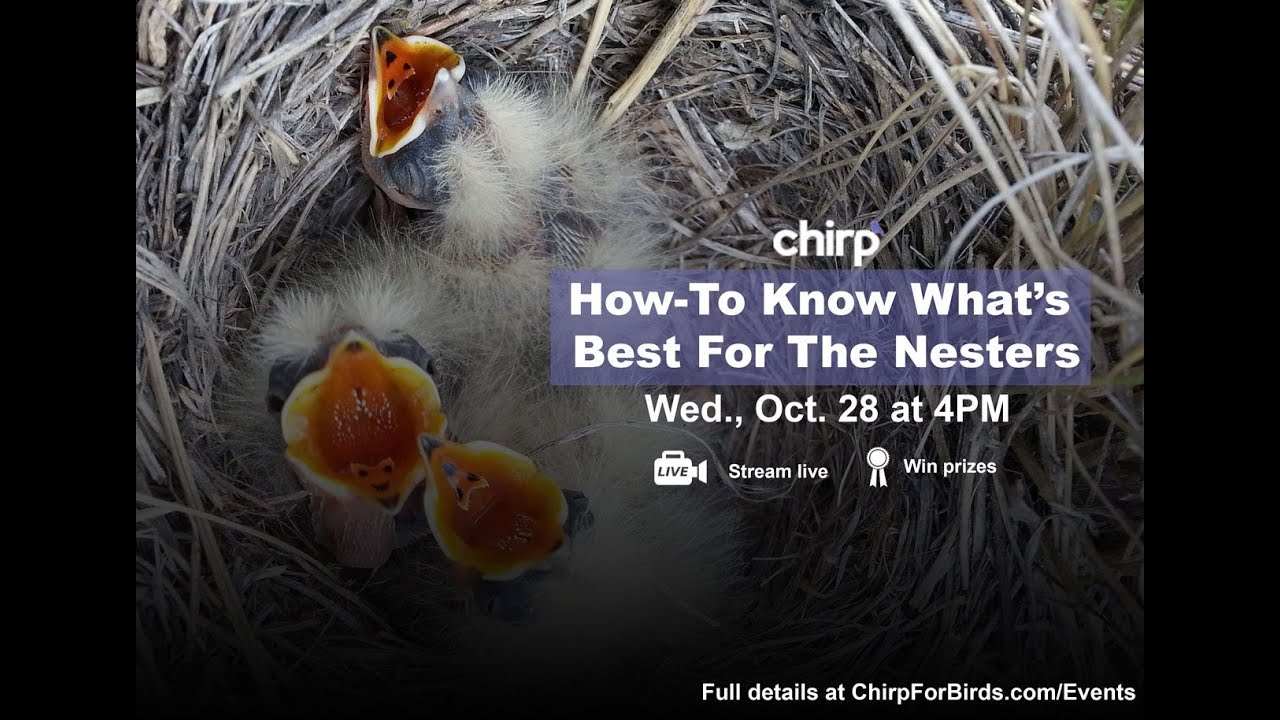 Episode 4: How-To Know What's Best for the Nesters: October 28, 2020 ...