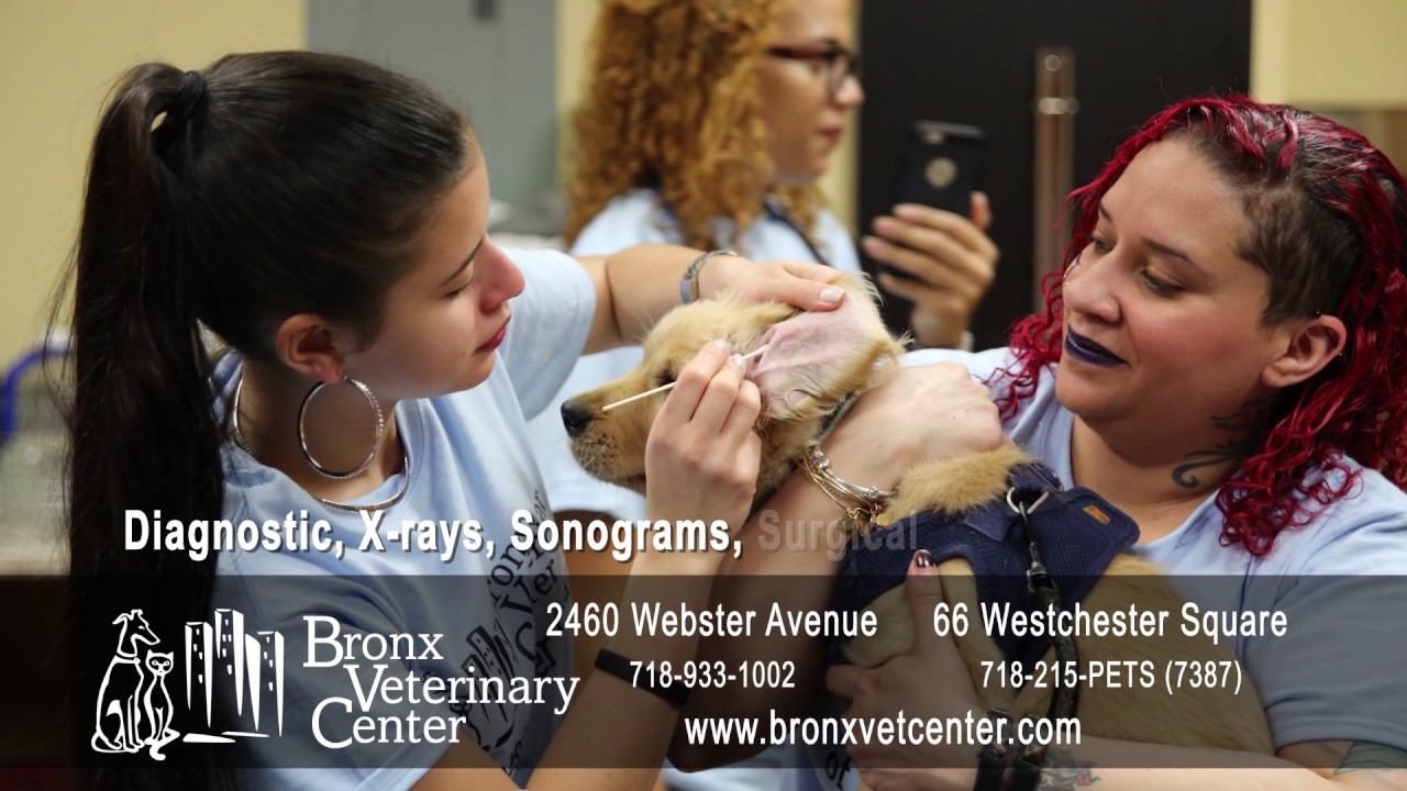 Bronx Vet Center NEW - YouTube