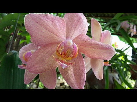 Peach Phalaenopsis Hybrid, Thicker Petals, I -Hsin Balloon - YouTube