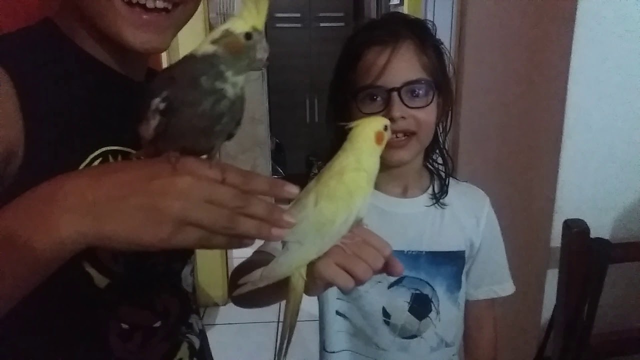 Calopisita 3 - YouTube