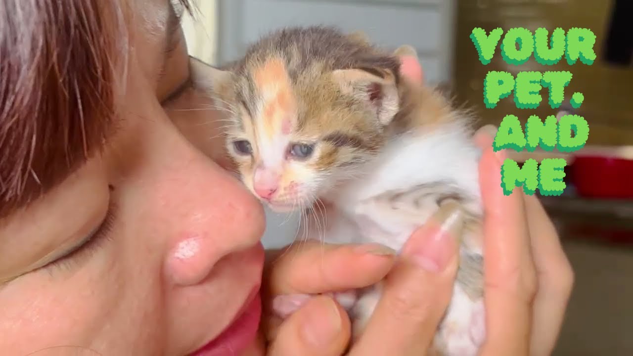Animal diary. Kitten and owner play and cuddle the adorable kittens ...