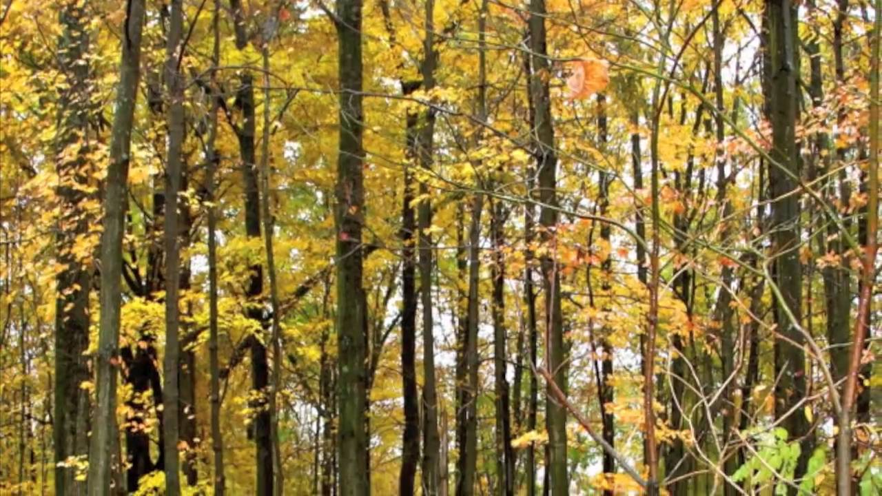 Hocking Hills, Ohio (Fall '09 Foliage) - YouTube