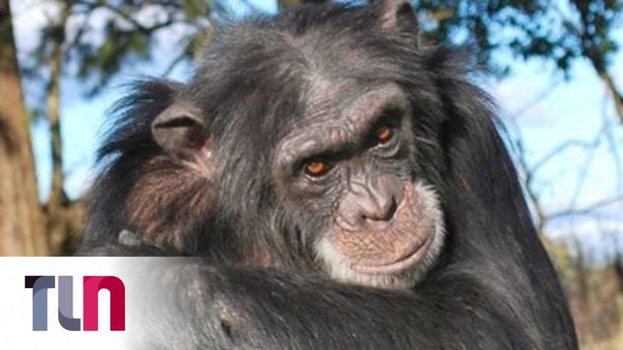 La historia del chimpancé Johnny: vivió toda su vida esclavizado y ...