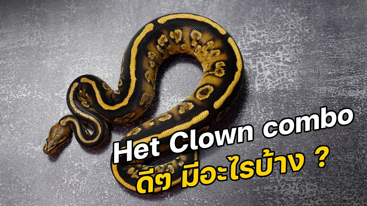 ยีนส์ต่อยอดดีๆ สาย Het Clown Combo มีอะไรบ้าง 【 EP.171 | 4K 】#realityballpython #ballpython ...