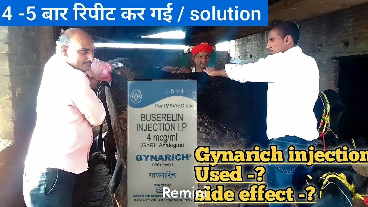 गायनारिच इंजेक्शन पशुओं को लगवाना परा ,gynarich injection ke fayde ...