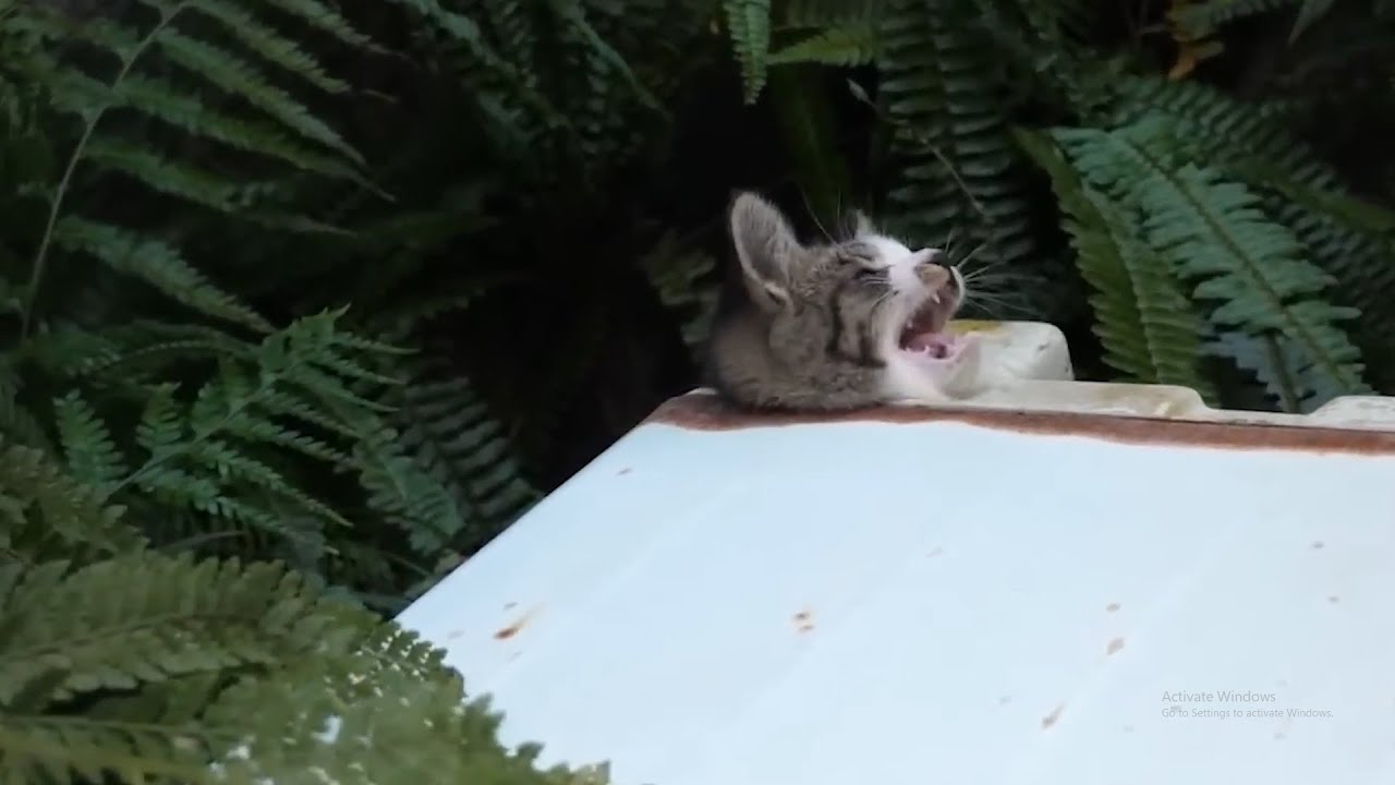 Kitten got its head stuck in the washing machine | Cat Chuppy - YouTube