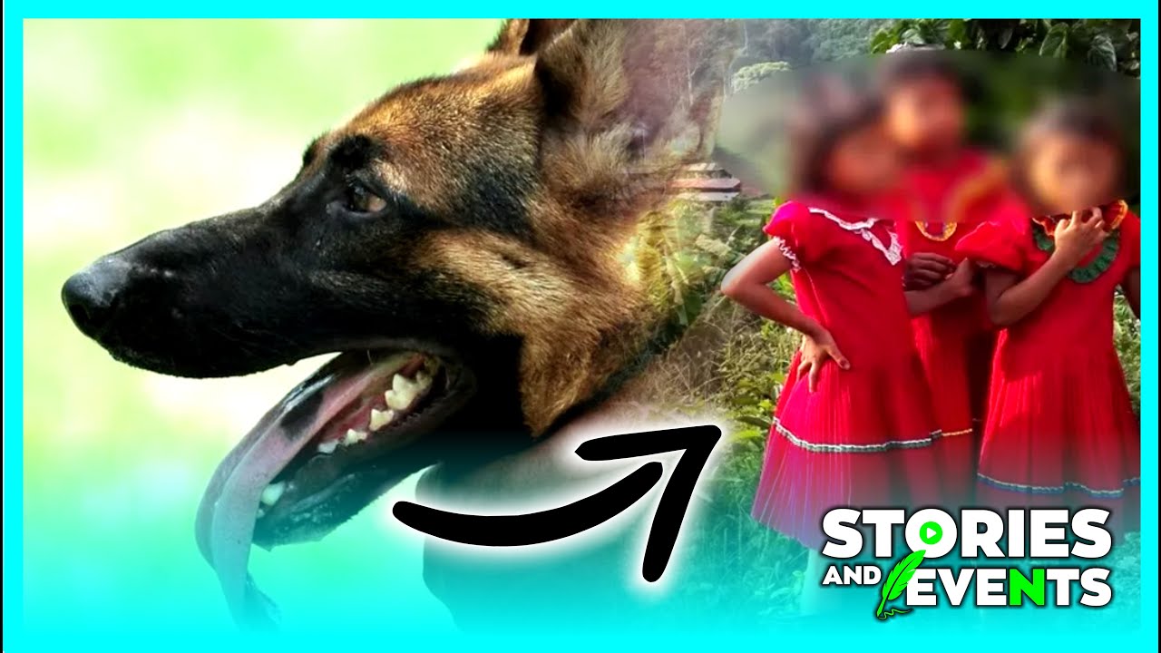 Wilson, the Army dog who could be with the children lost in the ...
