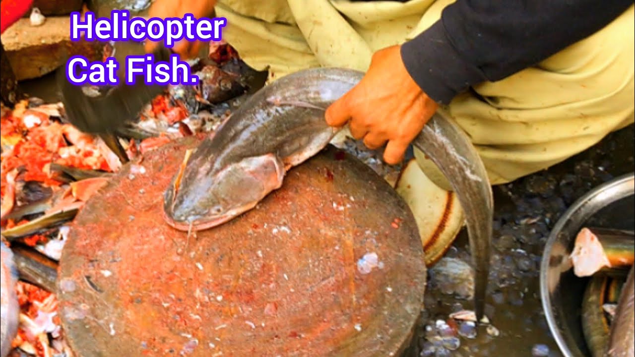Amazing cutting of helicopter cat Fish.| fish cutting| kasimedu speed ...