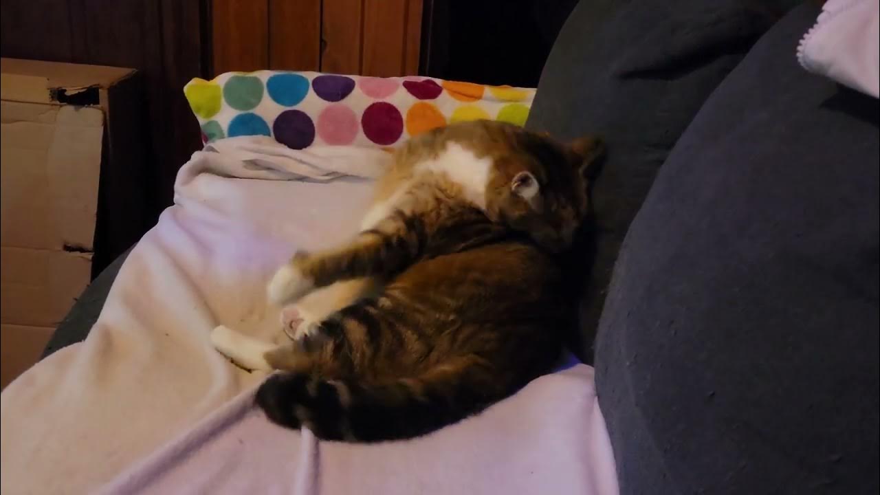 Cleo 🐈 got into the catnip again. 🌿 🤭 - YouTube