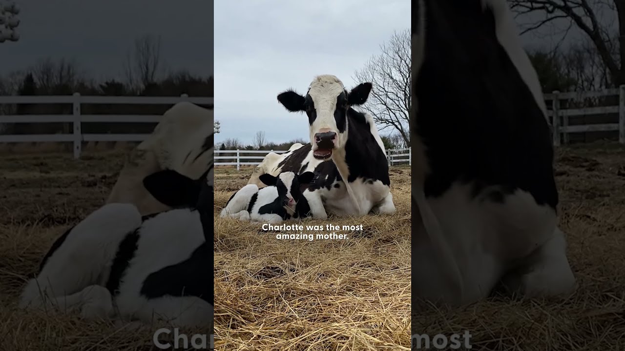 Cow Pregnancy 101: How Do Cows Get Pregnant? A Farmer's Guide ...