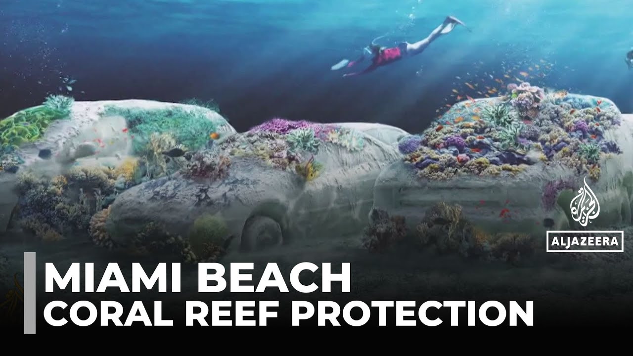 Cement cars form new coral reef park: Miami reef revival driven by art ...