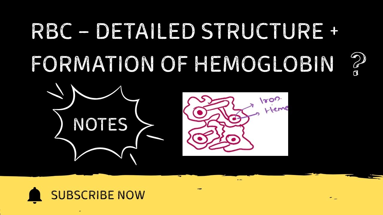 RBC: Structure & Hemoglobin Formation Explained | HAP-1 | Semester | B ...