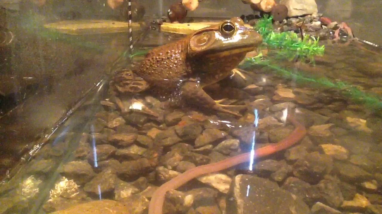 Bullfrog eating - YouTube