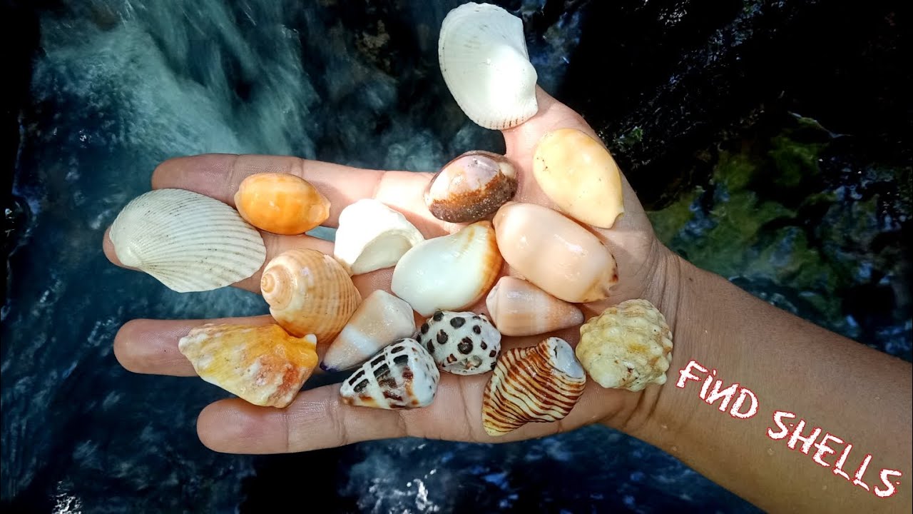MENEMUKAN KERANG WARNA WARNI CANTIK SEKALI || Beauty Shells - YouTube