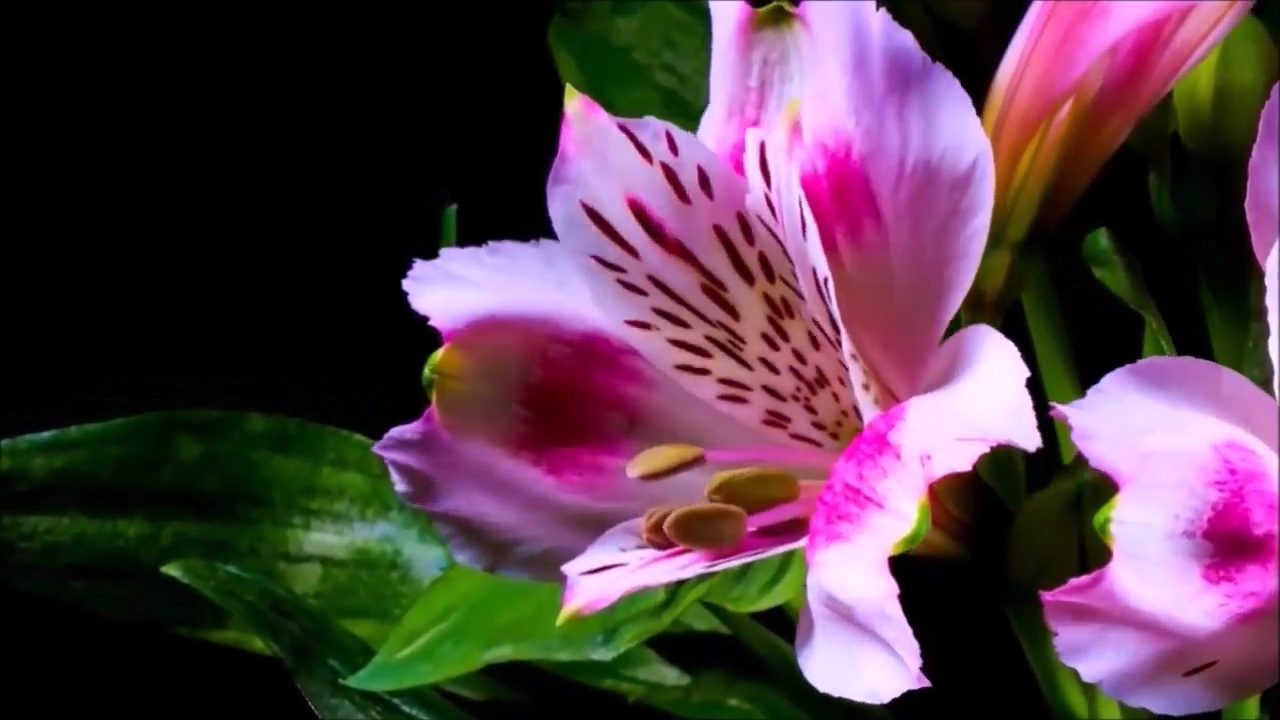 METAMORFOSIS ZERO PROJECT - Spring - Time Lapse Flowers Bloom - YouTube