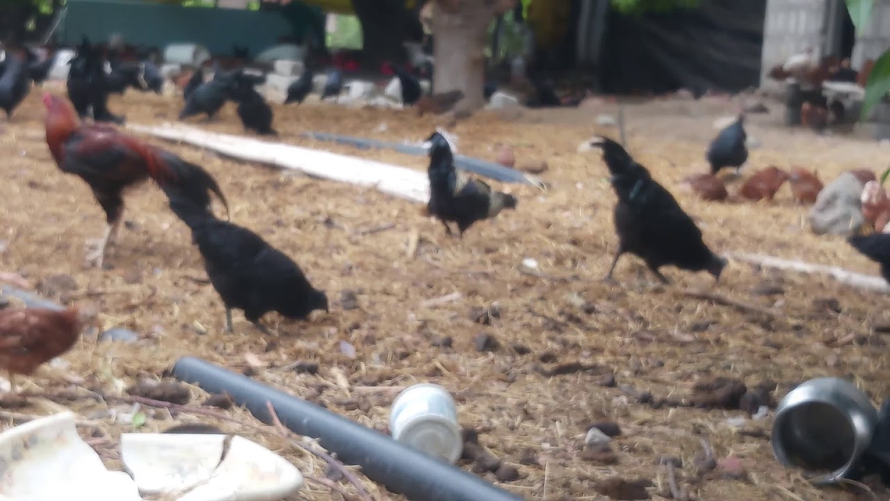 GKR Natural farm Nagulapet. korutla.Telangana - YouTube