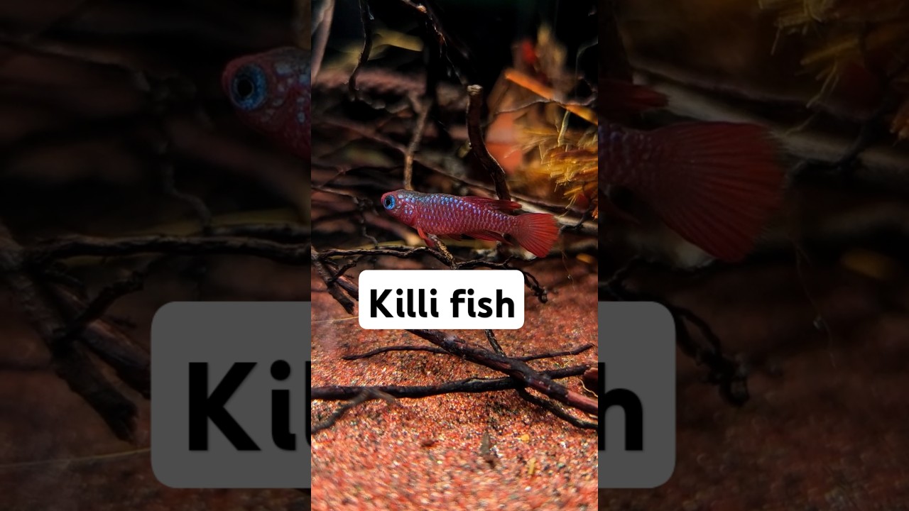 Vẻ đẹp của bioTope #camnangcacanh #biotope #killifish - YouTube