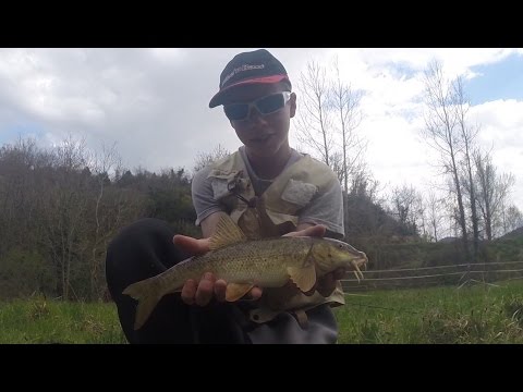 Pêche des barbeaux, truites et perches au leurre en première catégorie ...